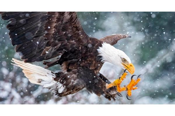 Saving Eagles...with Markets - Milken Institute Review