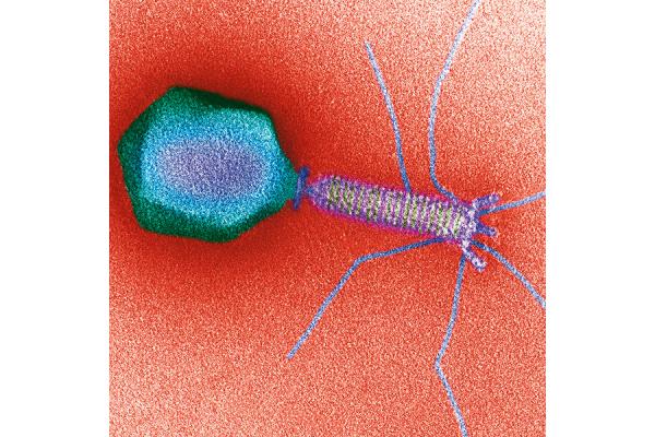 Bacteriophages to the Rescue? - Milken Institute Review