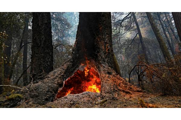 Saving Western Forests from Wildfire - Milken Institute Review